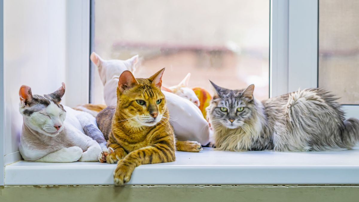 32 best things about owning a cat | PetsRadar
