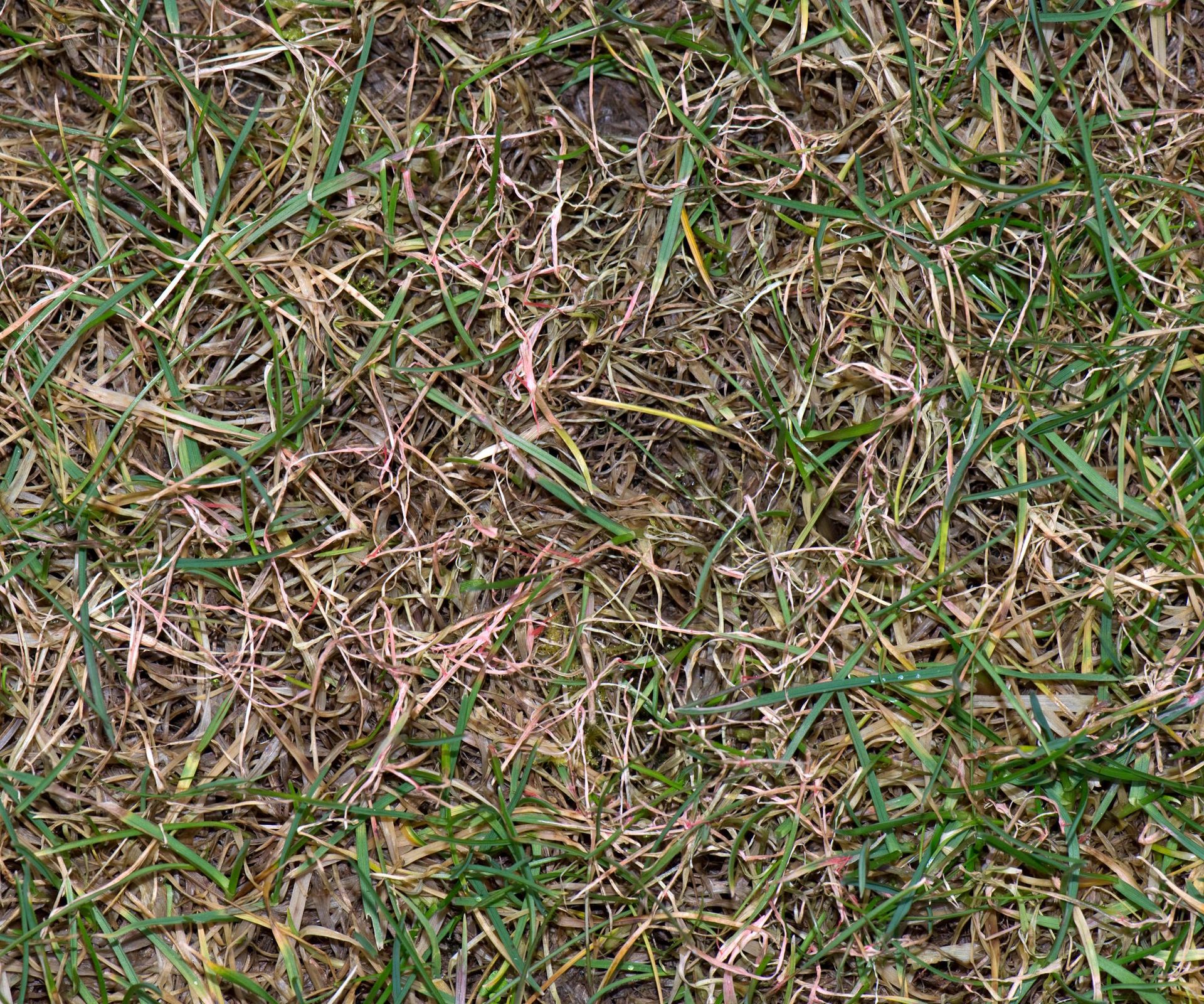 How to spot red thread lawn disease and combat the problem | Homes and ...