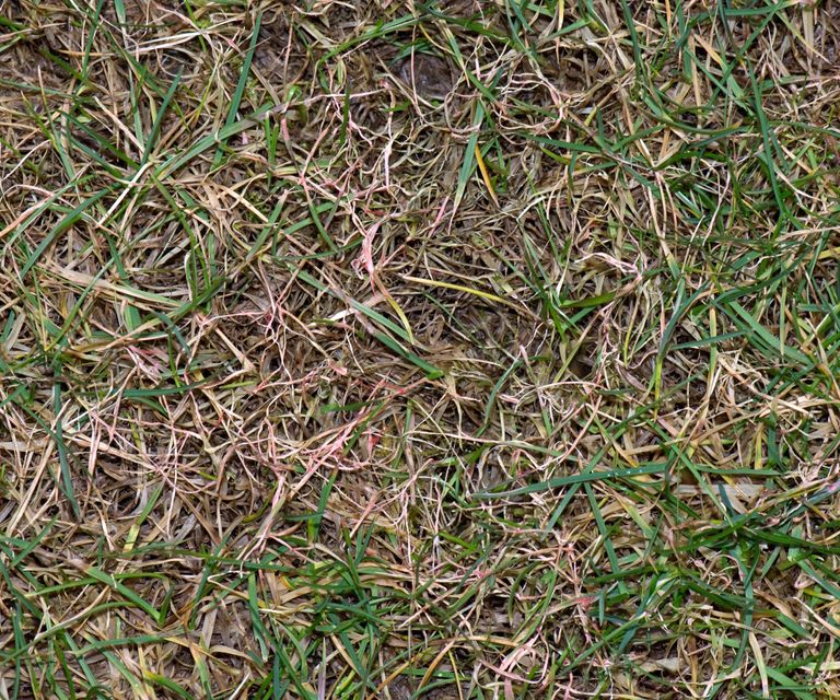 How to spot red thread lawn disease and combat the problem | Homes and ...