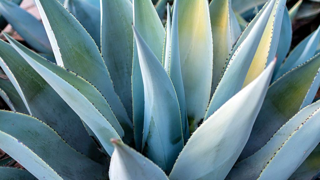 Best agave varieties: 10 plants to bring drama to your yard | Homes and ...