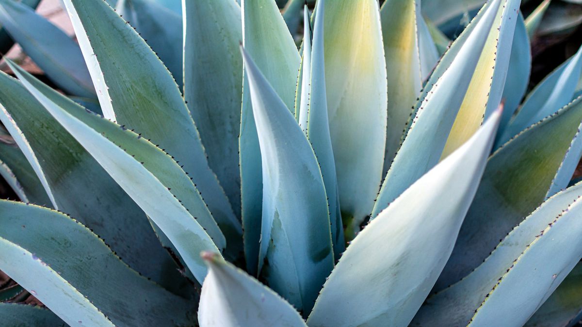 Best agave varieties: 10 plants to bring drama to your yard | Homes and ...