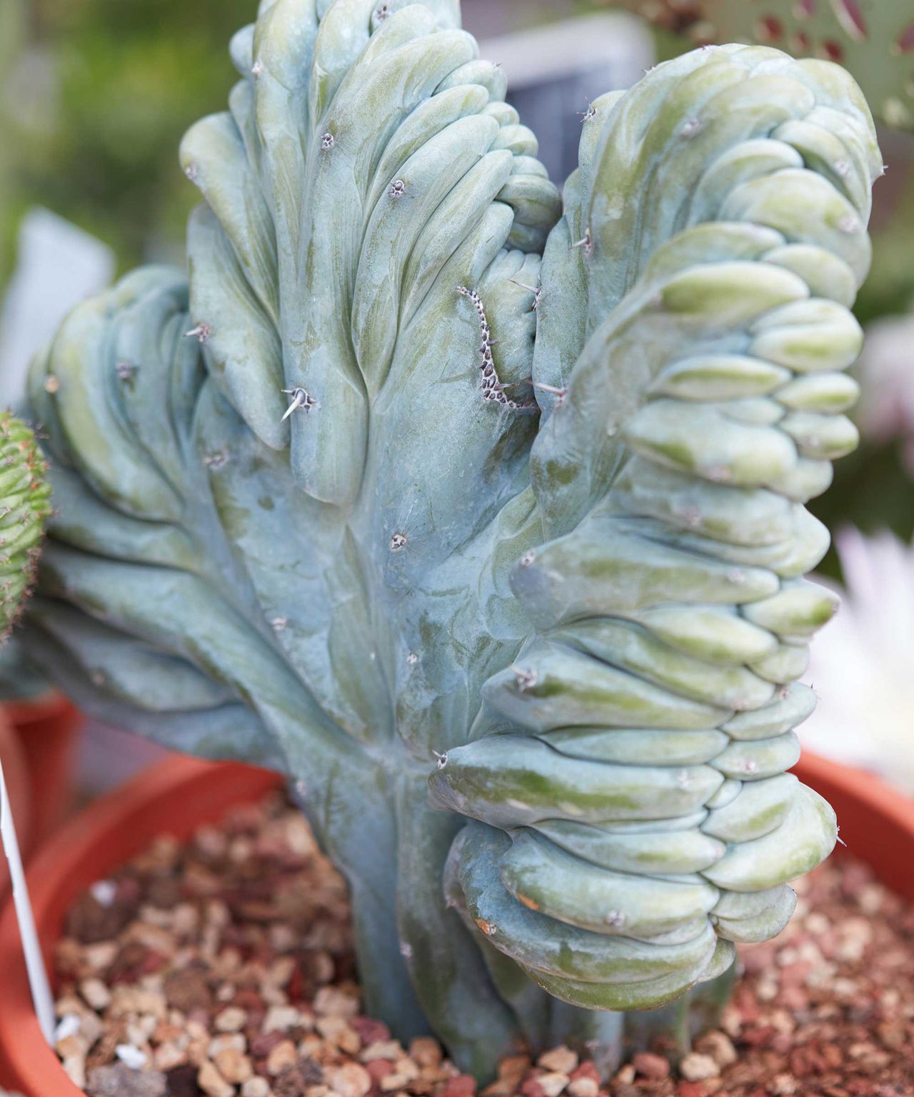 How to grow and care for a crested cactus | Homes and Gardens