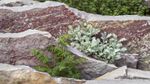 Using rocks instead of mulch: the versatile alternative | Homes and Gardens