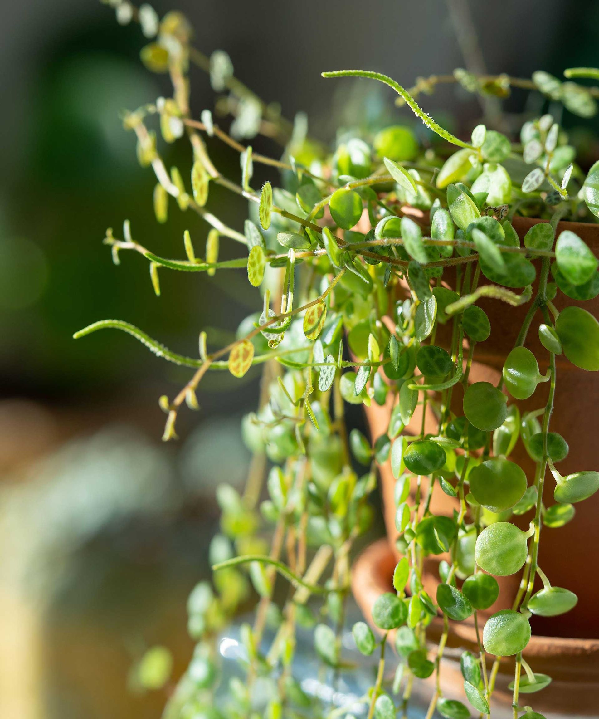 How to propagate string of turtles: for more trailing plants | Homes ...