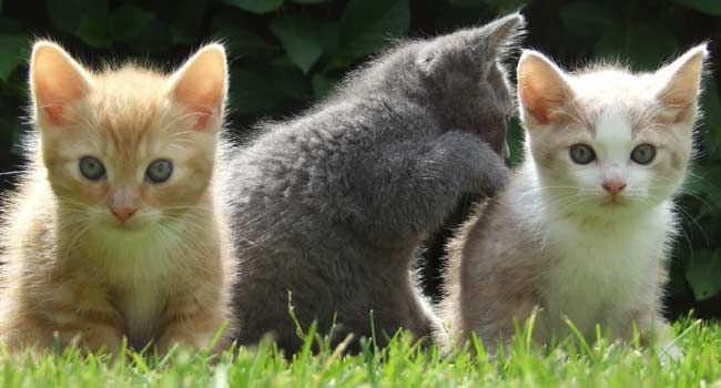 Here, Kitty, Kitty: 10 Facts for Cat Lovers | Live Science