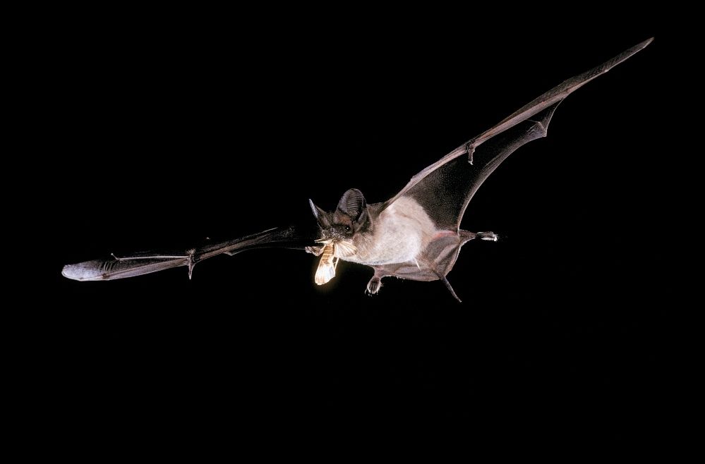 Wet Fur Dampens Bat Flight | Animals, Flight & Weather | Live Science