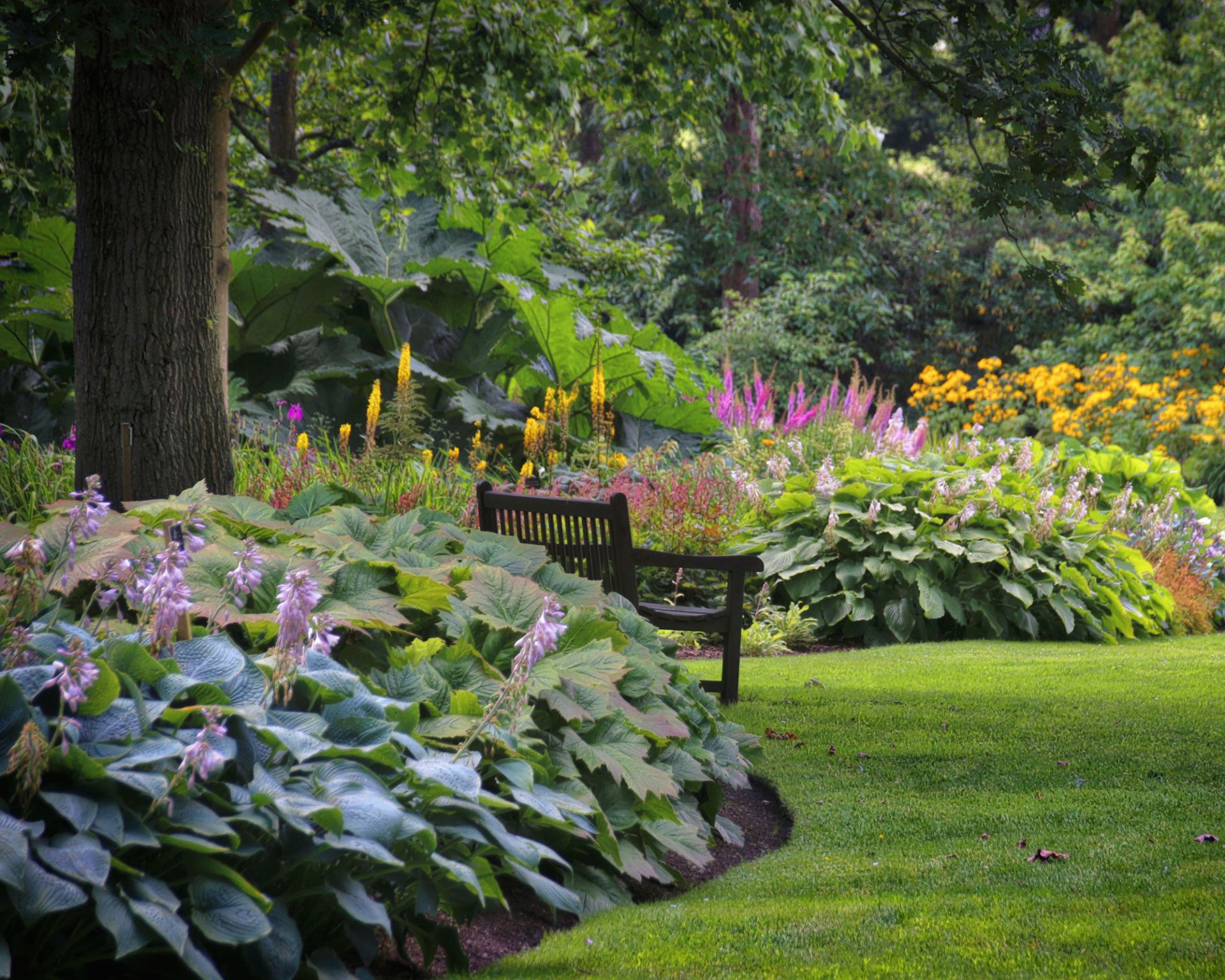 8 Best Plants For Under Trees To Transform Your Landscape | Gardening ...