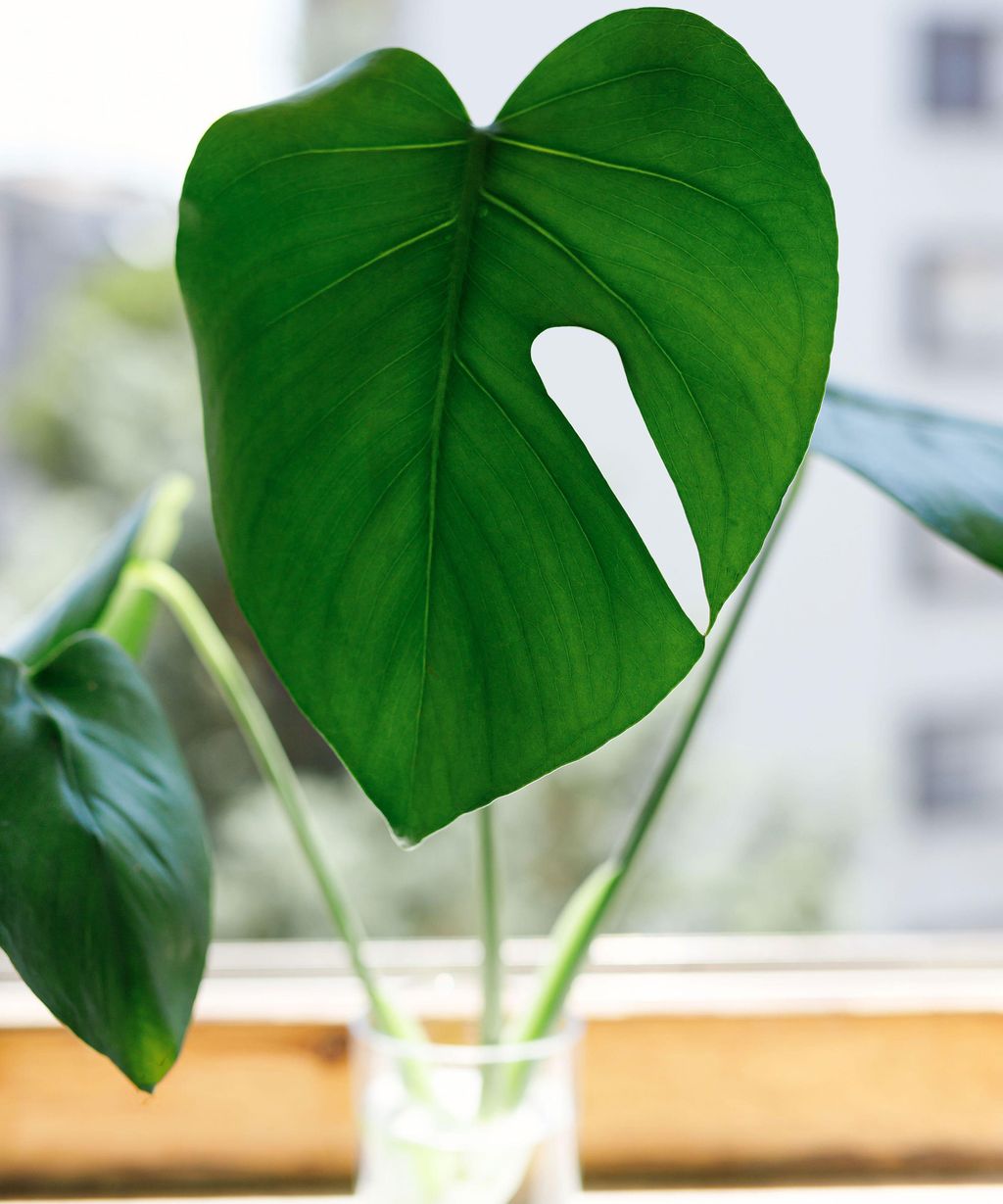 How to propagate a monstera: 5 easy steps to follow | Homes and Gardens