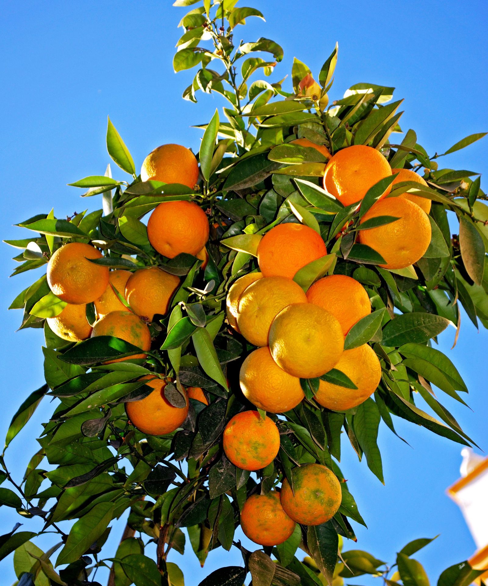 Simple steps to prune an orange tree: recommended by experts | Homes ...
