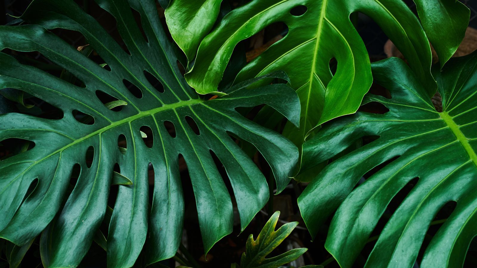 Where to place a monstera according to Feng Shui | Homes and Gardens