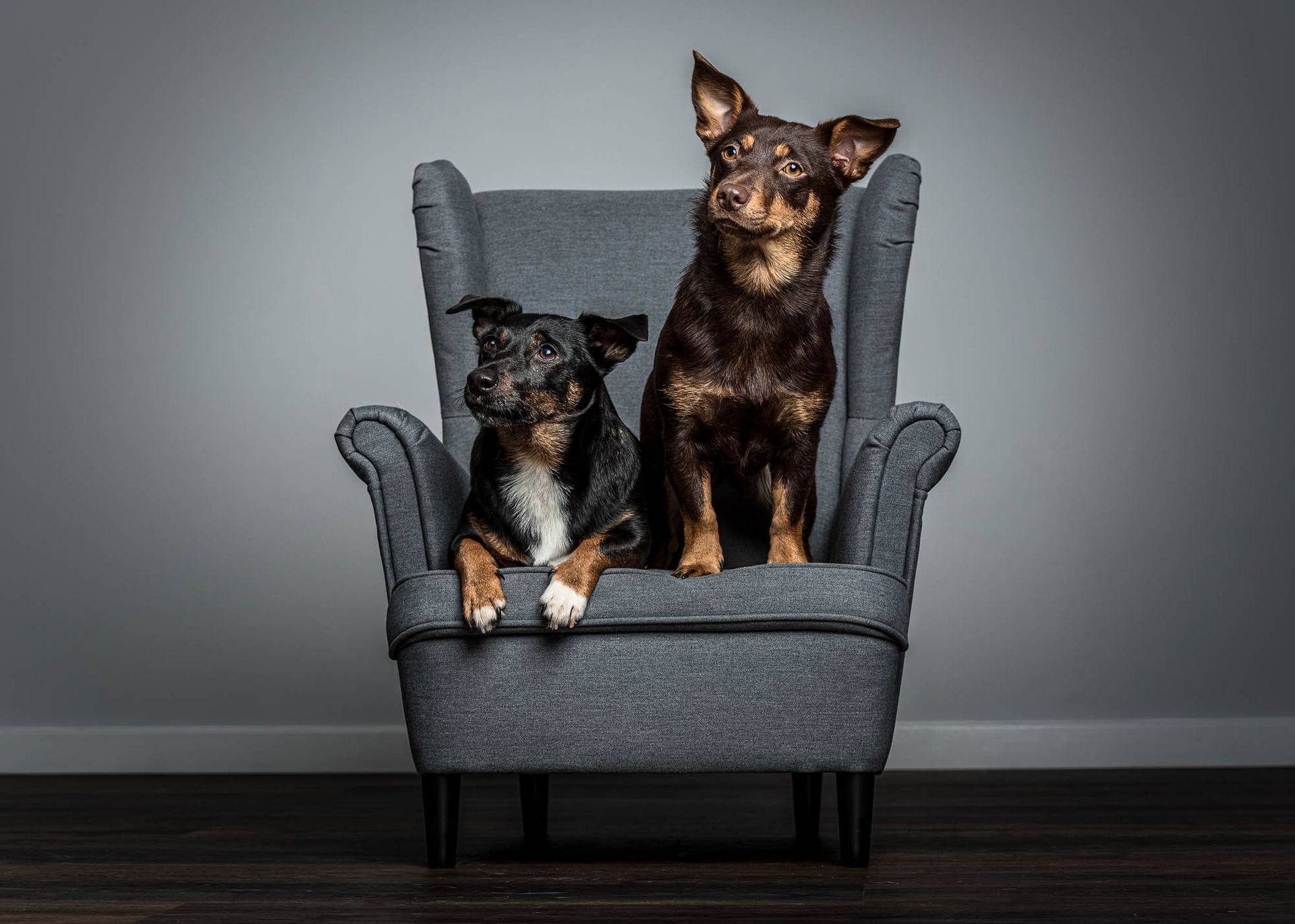 The Lancashire heeler: A clever, compact and very rare terrier that was ...