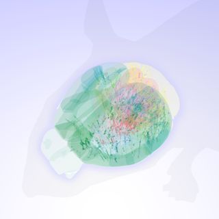 Map of 600,000 brain cells rewrites the textbook on how the brain makes ...