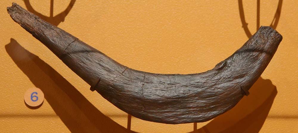 Photos: Birds Evolved from Dinosaurs, Museum Exhibit Shows: Page 3 ...