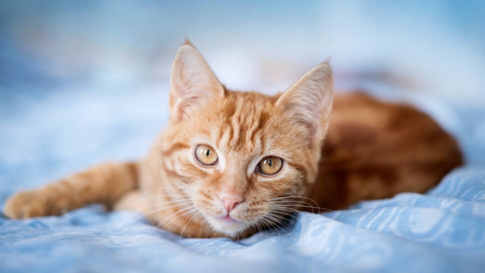 10 orange tabby cat facts that may surprise you | PetsRadar