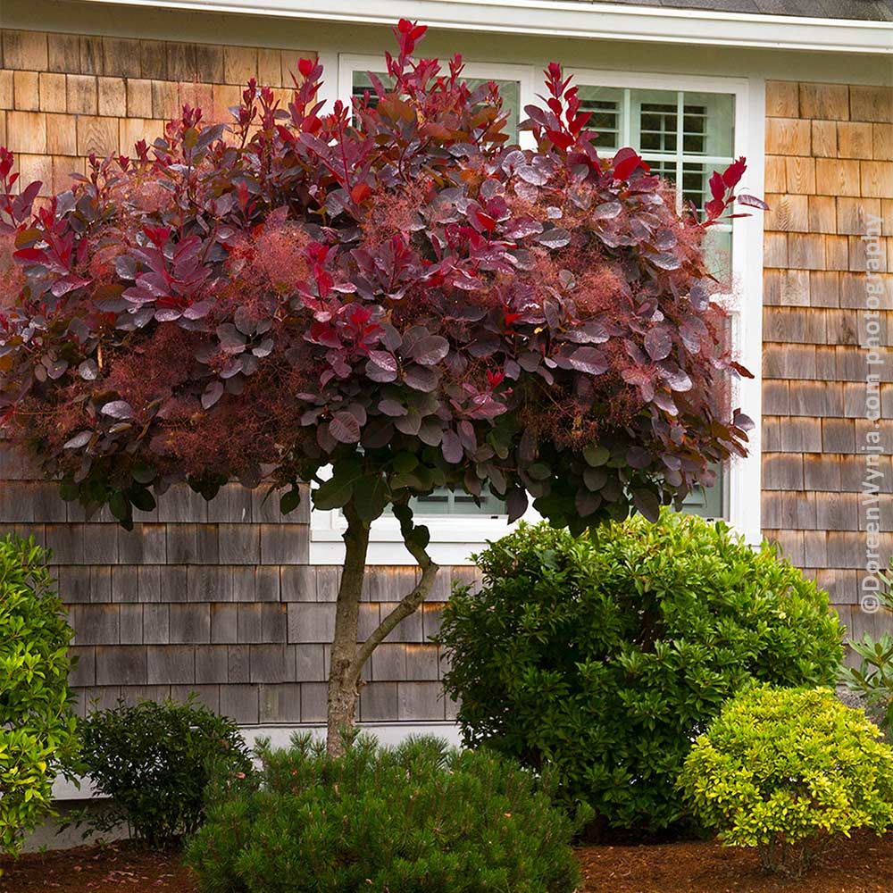 How to prune a smoke bush successfully, and when to trim | Homes and ...