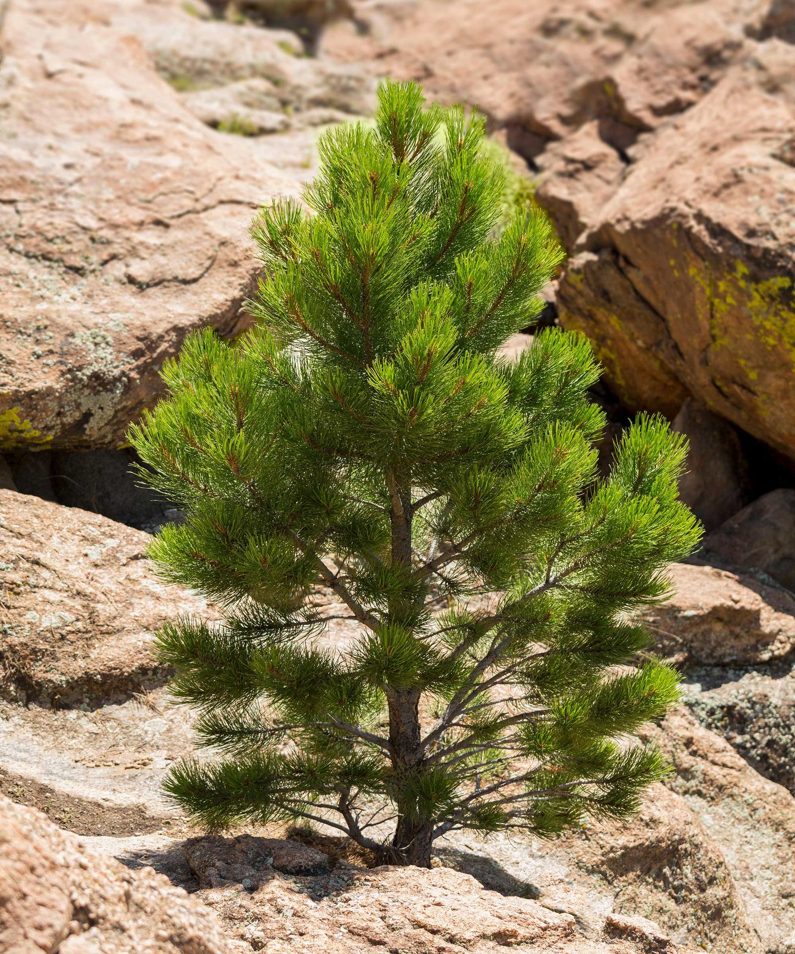 Ponderosa pine care and growing guide: tips for these trees | Gardeningetc