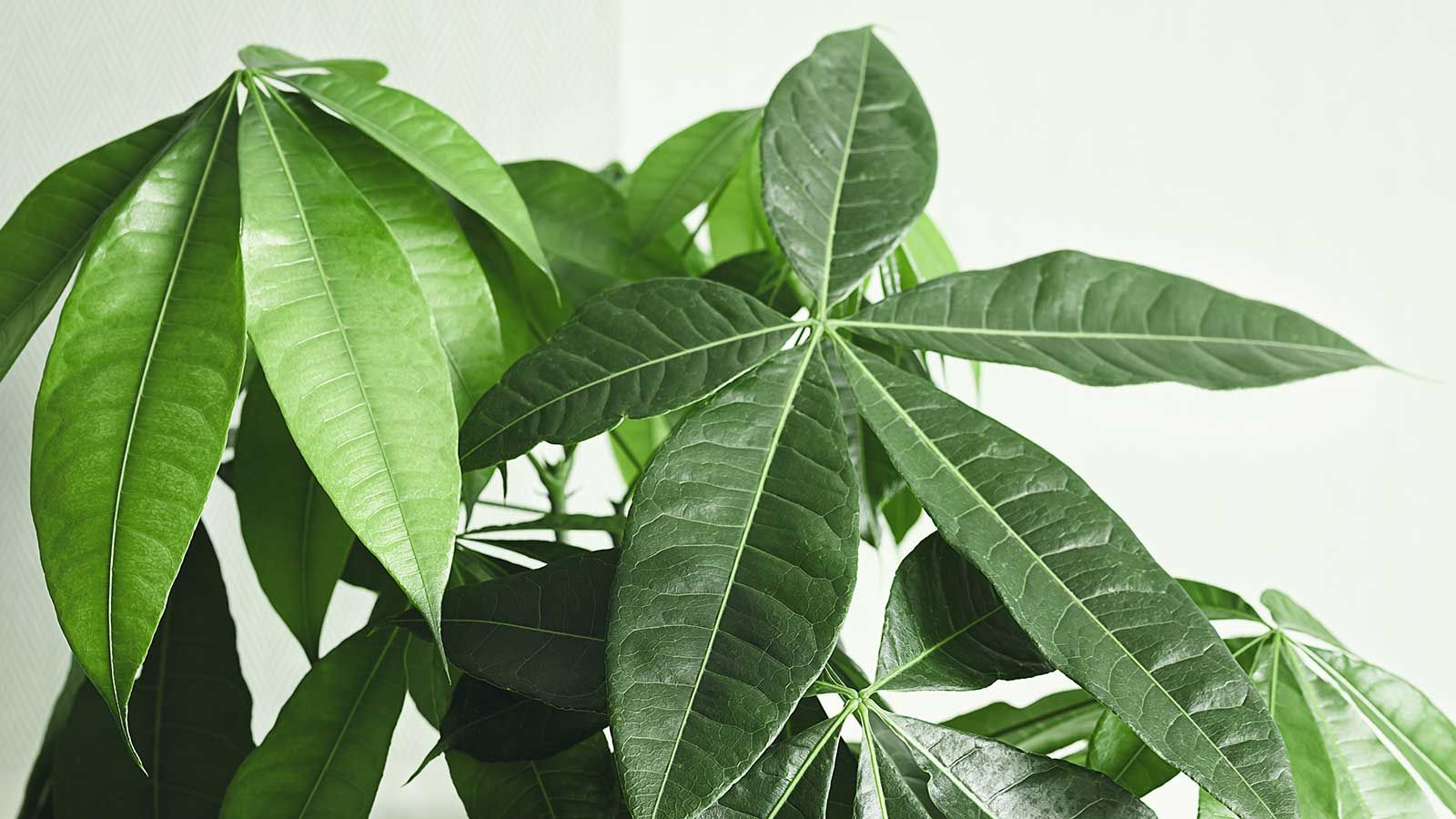 How to repot a money tree: help it prosper without stress | Homes and ...