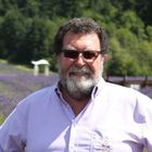 When should I prune lavender? Experts share timing tips | Homes and Gardens