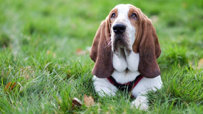 Basset Hound: Breed Profile | PetsRadar