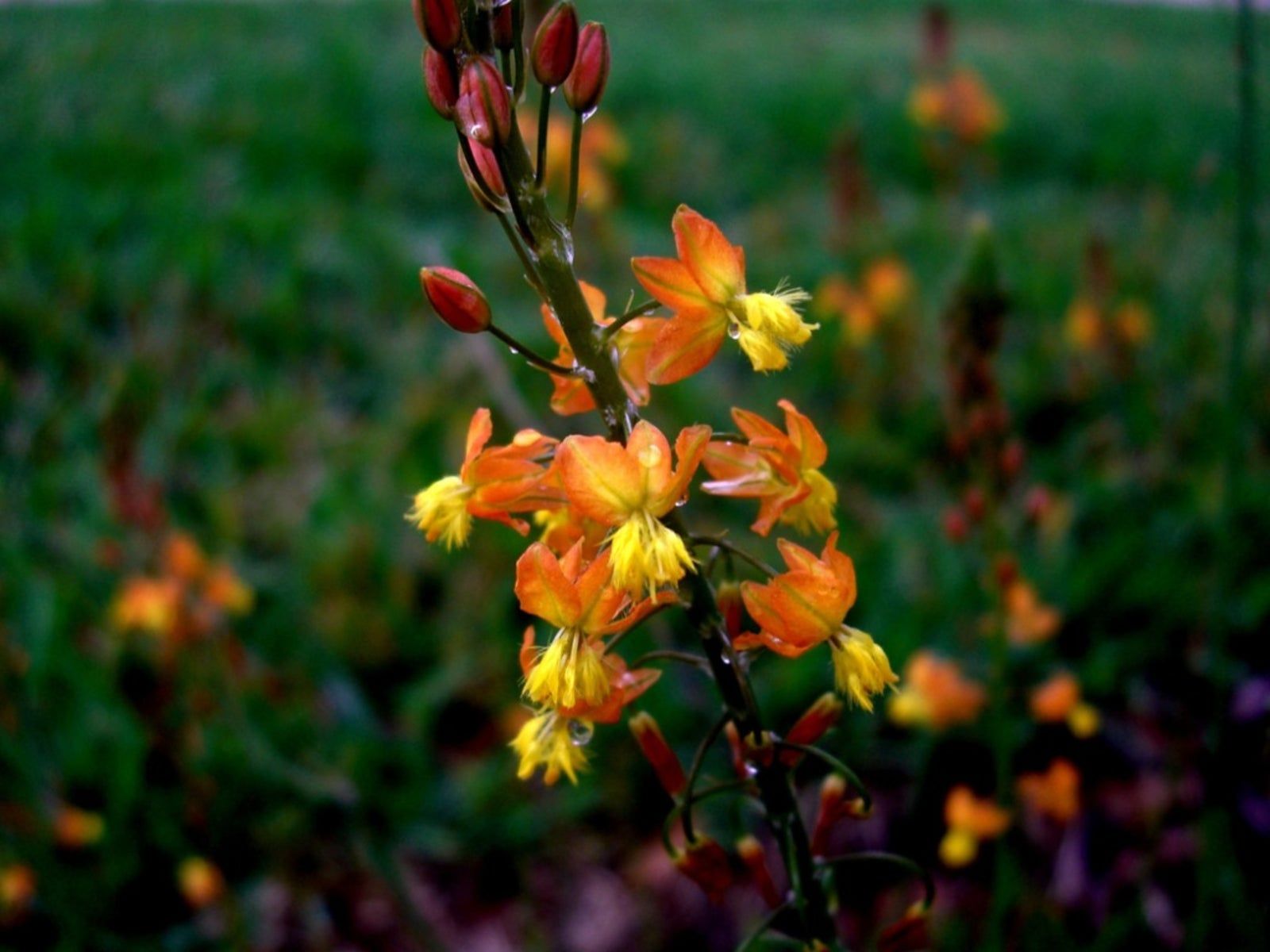 Bulbine Care - Tips For Growing Bulbine Flowers | Gardening Know How