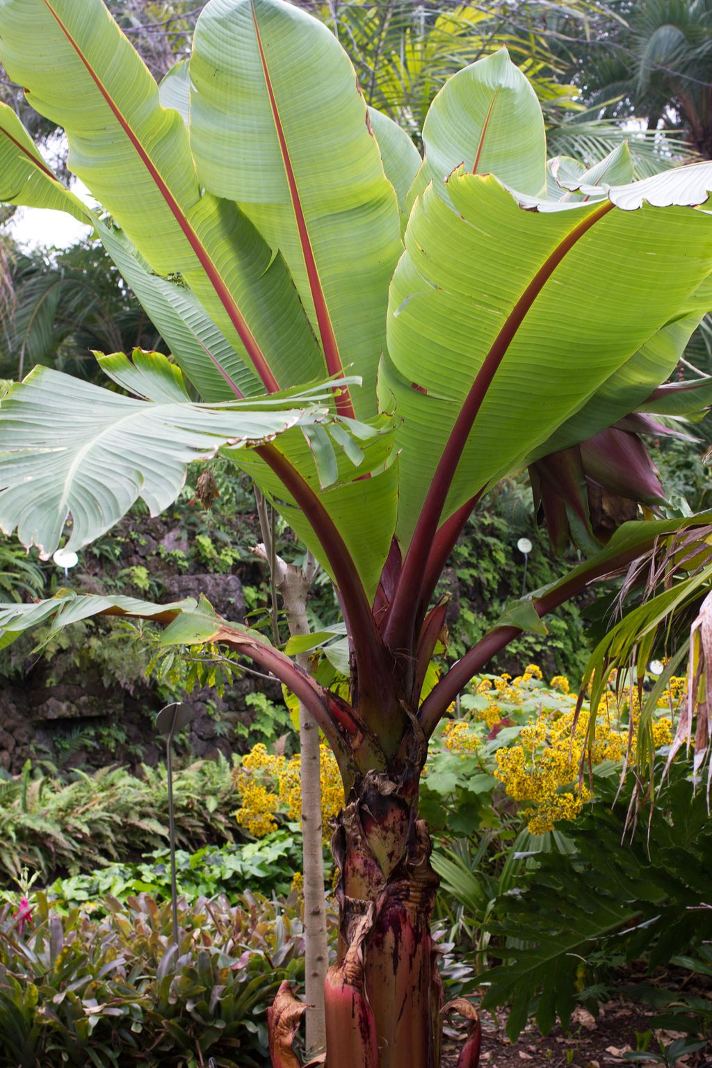 How to grow a banana tree: even in colder climates | Homes and Gardens