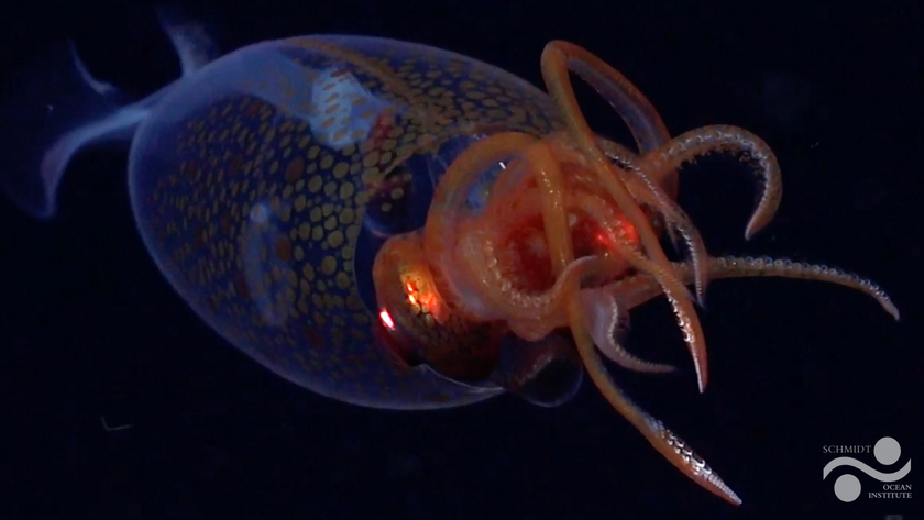 Eerie video captures elusive, alien-like squid gliding in the Gulf of ...
