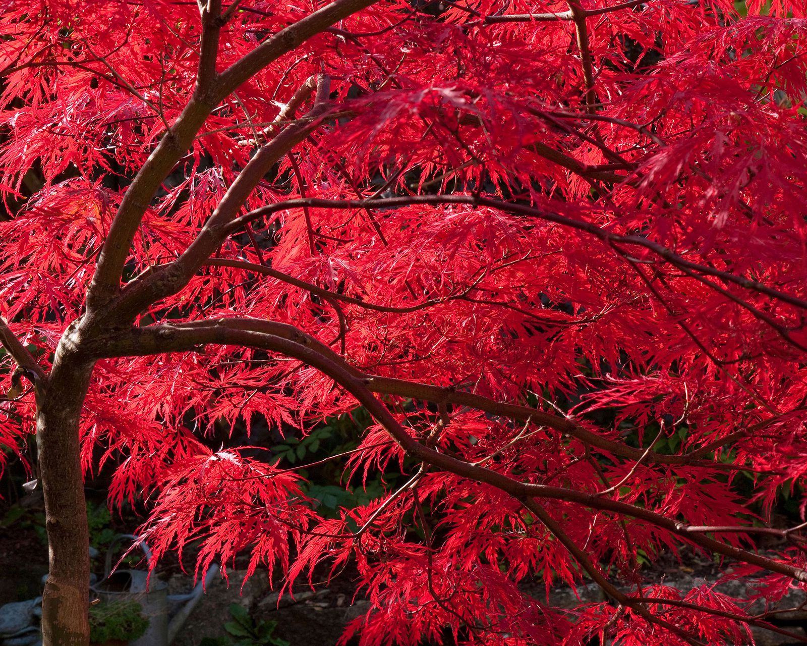 10 trees with red leaves for stunning garden color | Gardeningetc