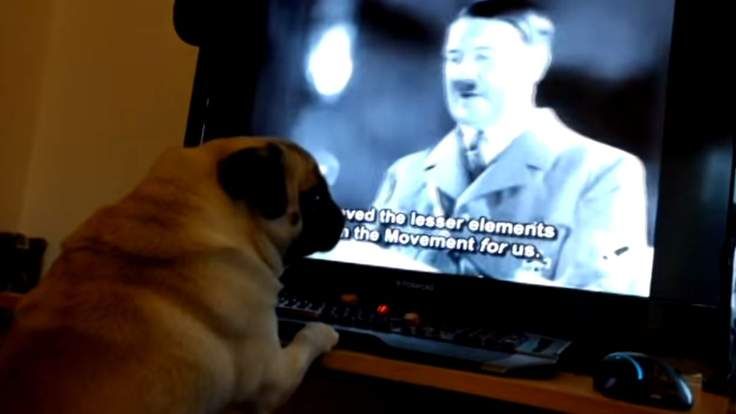 Man arrested over video of pug's 'Nazi salute' | The Week