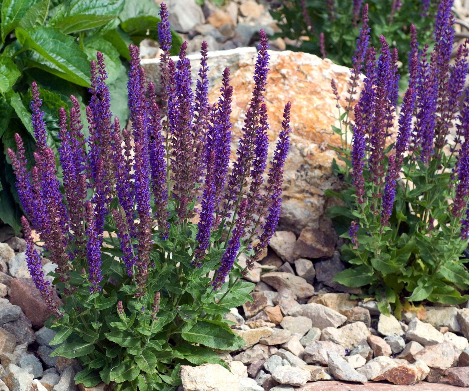 How to create an Italian garden for a Mediterranean escape | Homes and ...