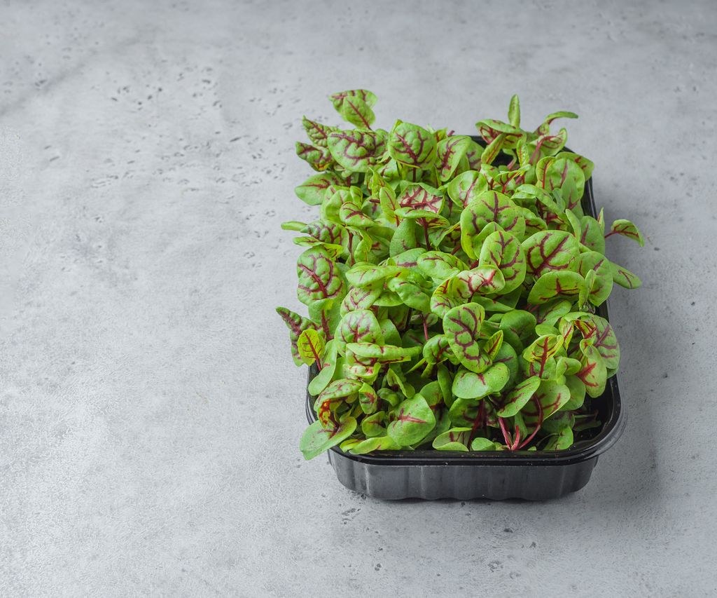 Best microgreens to grow indoors: 11 easy crops to try | Homes and Gardens