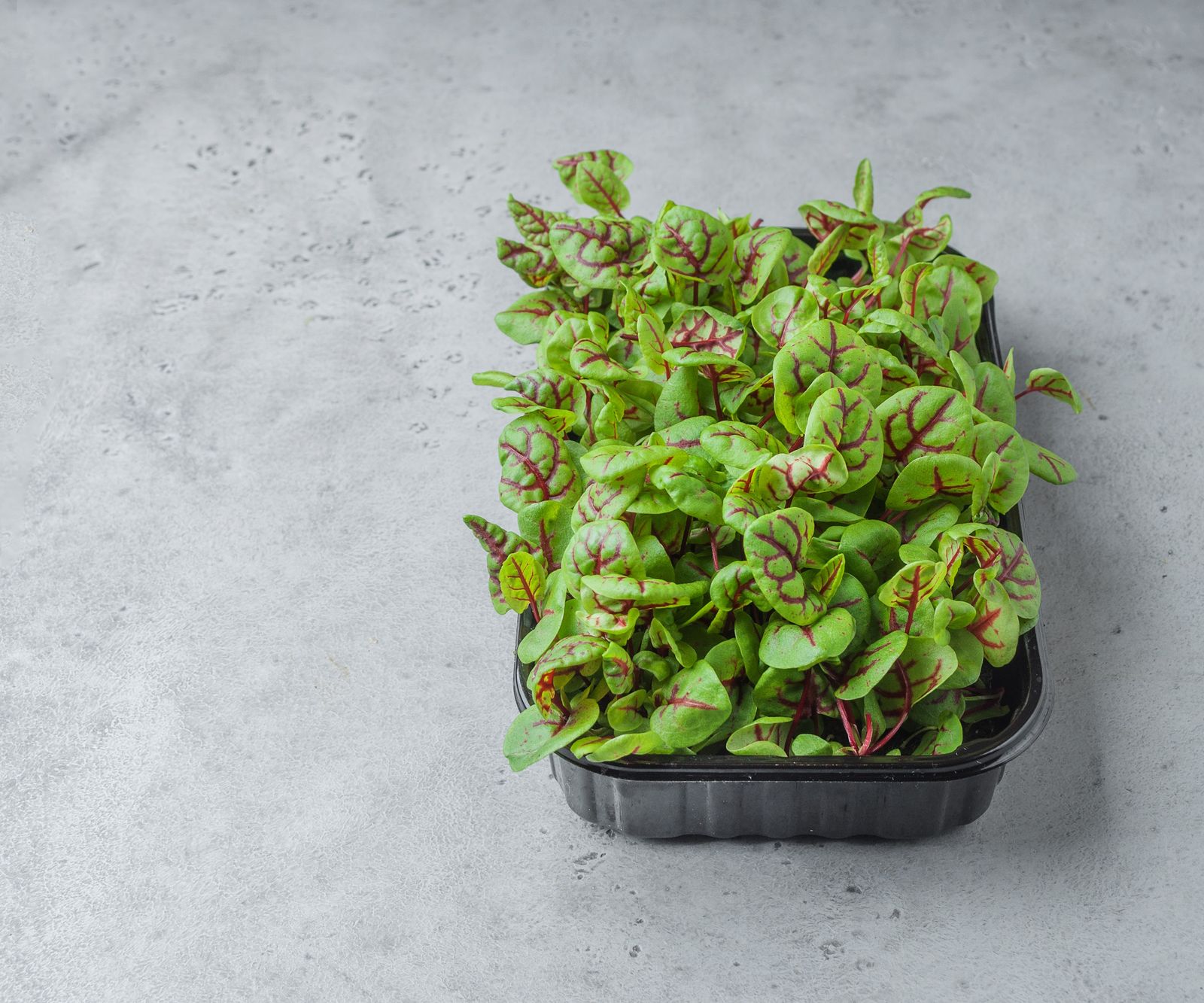 Best microgreens to grow indoors: 11 easy crops to try | Homes and Gardens