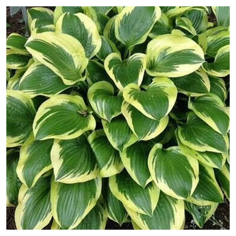 What Are Hardiness Zones? A Beginner Gardener's Guide to Knowing ...