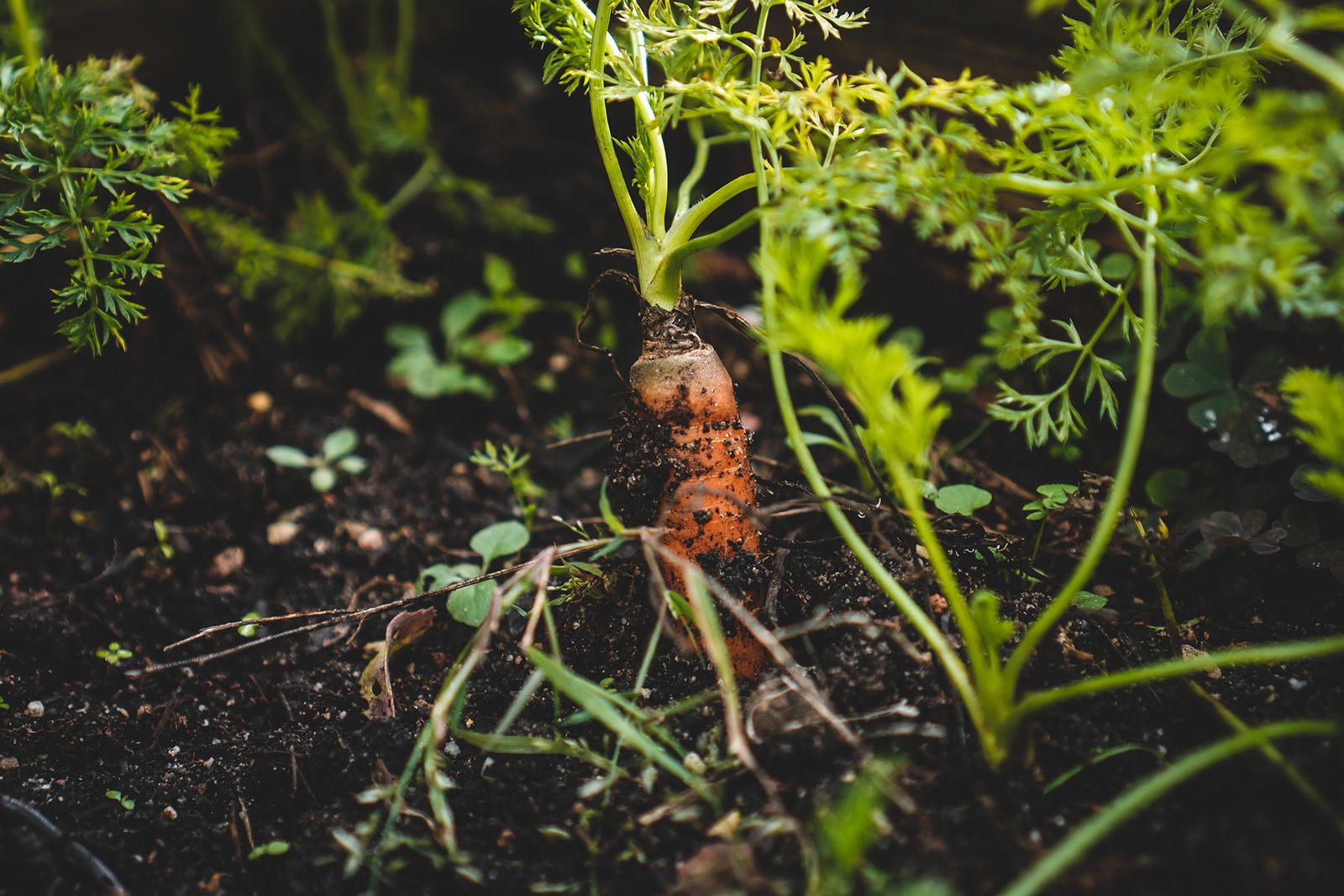 Vegetables to grow in shade: 10 best crops for shady spots | Homes and ...