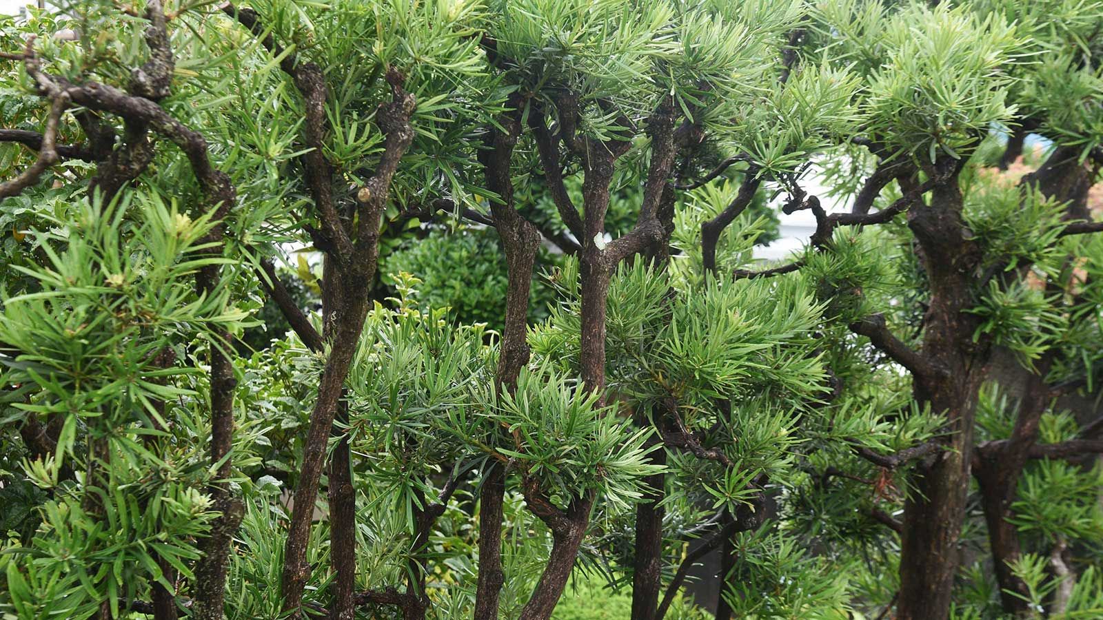 Podocarpus care and growing guide: top tips for these trees