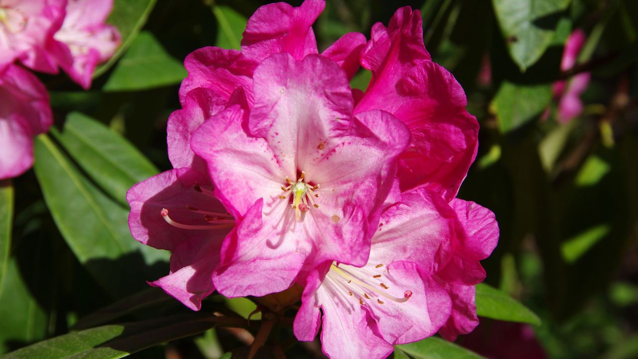 Should you deadhead rhododendrons? Experts share advice | Woman & Home