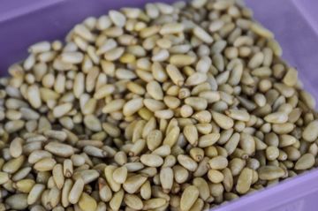 Pine Nut Harvesting - Tips On How To Grow Pine Nuts And Harvest Them ...