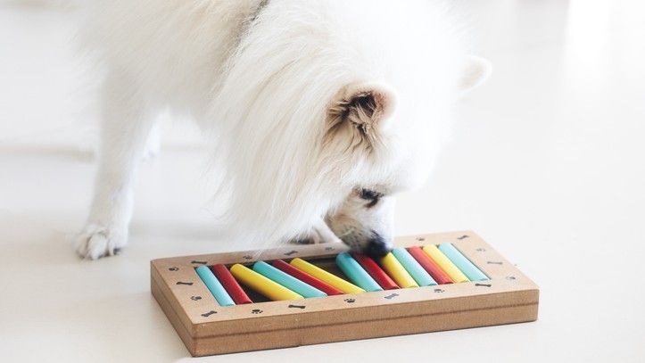 9 reasons to use a dog feeding puzzle: Advice from a vet | PetsRadar