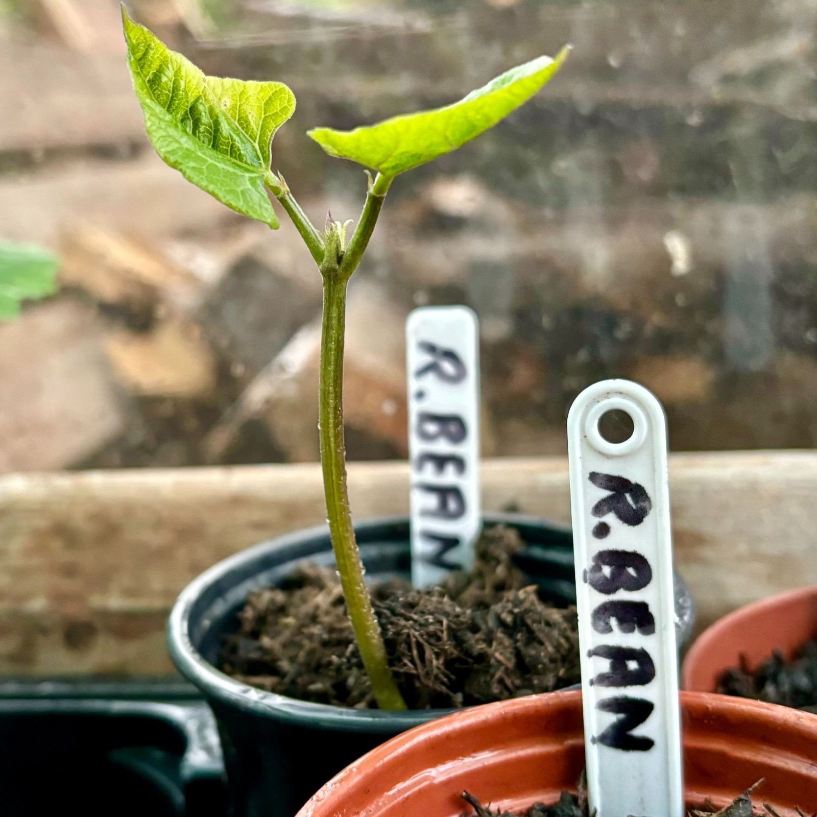 How to grow runner beans in pots for a bountiful crop | Ideal Home