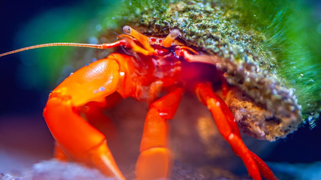 32 non-fish aquarium pets worth checking out for your tank | PetsRadar