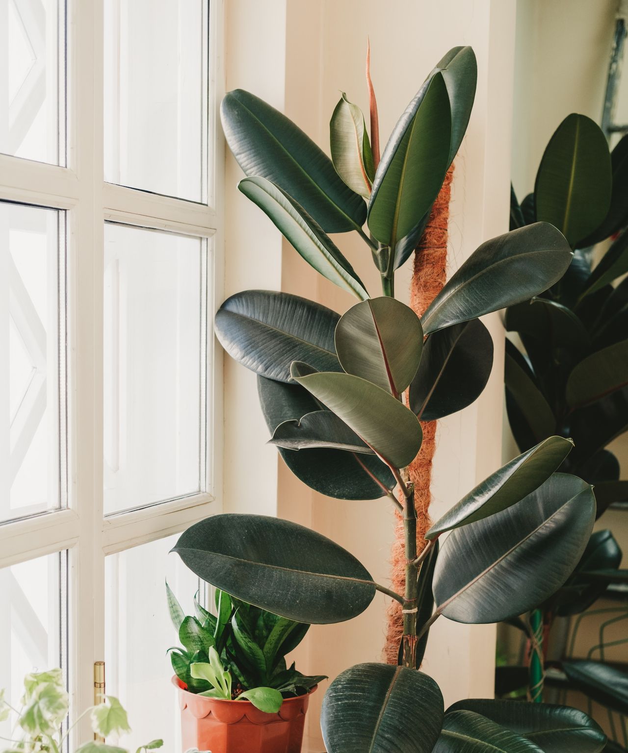 Houseplants that absorb moisture: 5 to remove dampness | Homes and Gardens