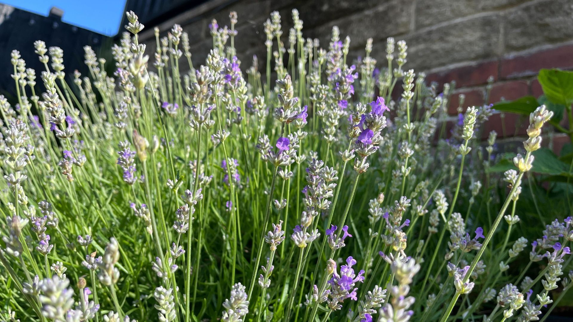 How to prune lavender: an expert step-by-step guide | Woman & Home