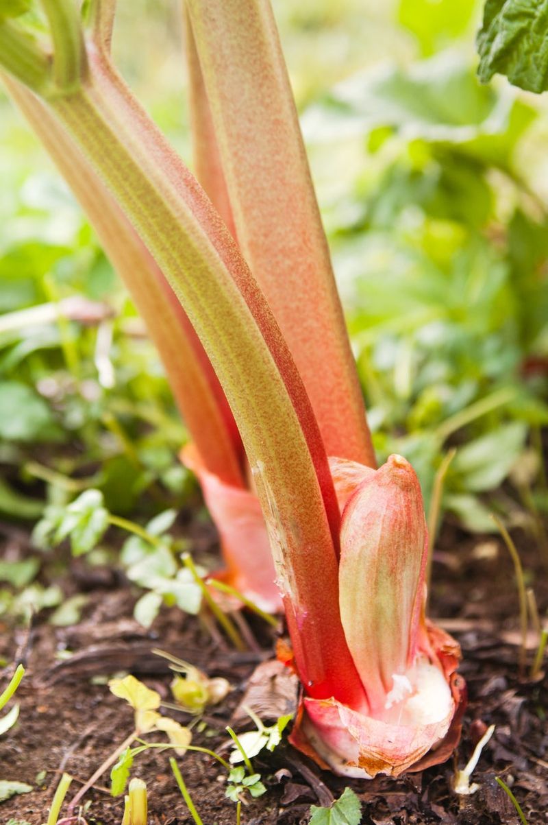 Tips & Information about Rhubarb | Gardening Know How
