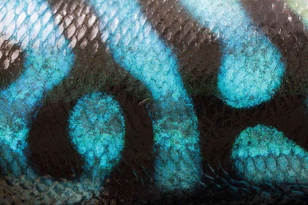 Iridescence: The greatest special effect in Nature | Country Life