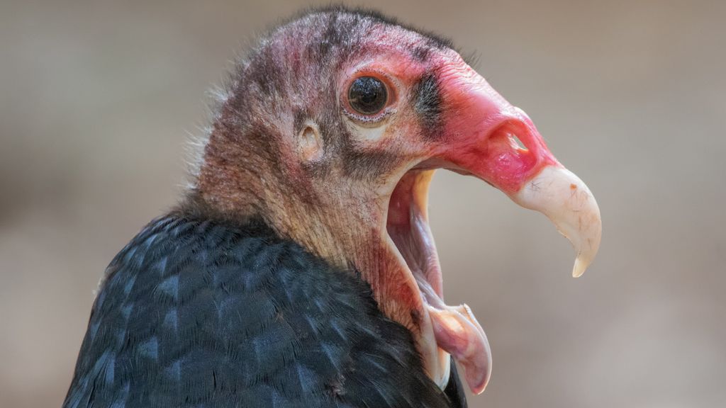 Turkey vulture: The bird that vomits acid up to 10 feet and poops ...