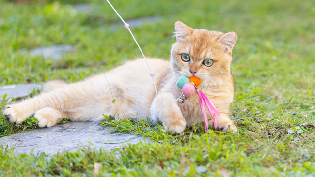 What cats think about, explained by a vet | PetsRadar