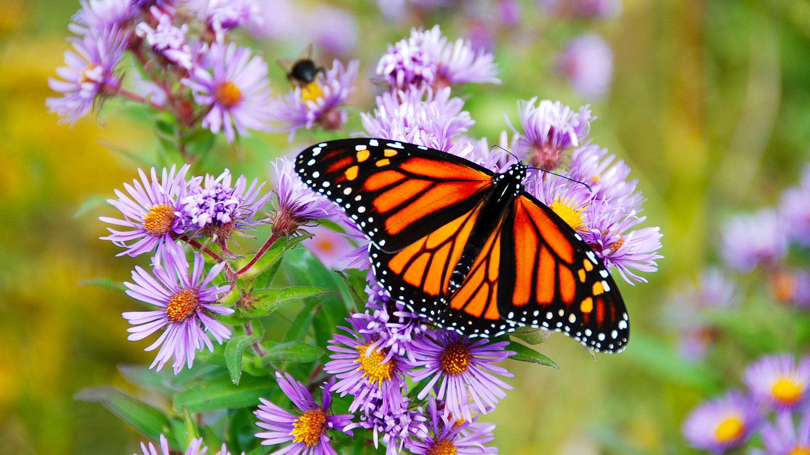 8 Butterfly Host Plants That Are Beautiful & Low-Maintenance ...