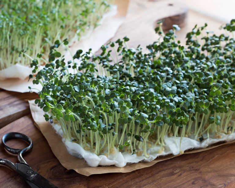 How to grow cress: expert tips for sowing and growing | Gardeningetc