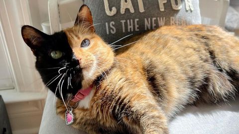 Chimera cat: What it is, facts and famous felines | PetsRadar
