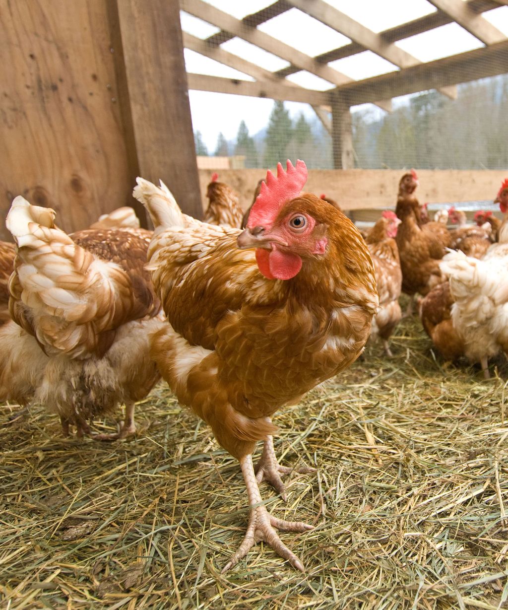 How to keep chickens safe from garden predators | Homes and Gardens