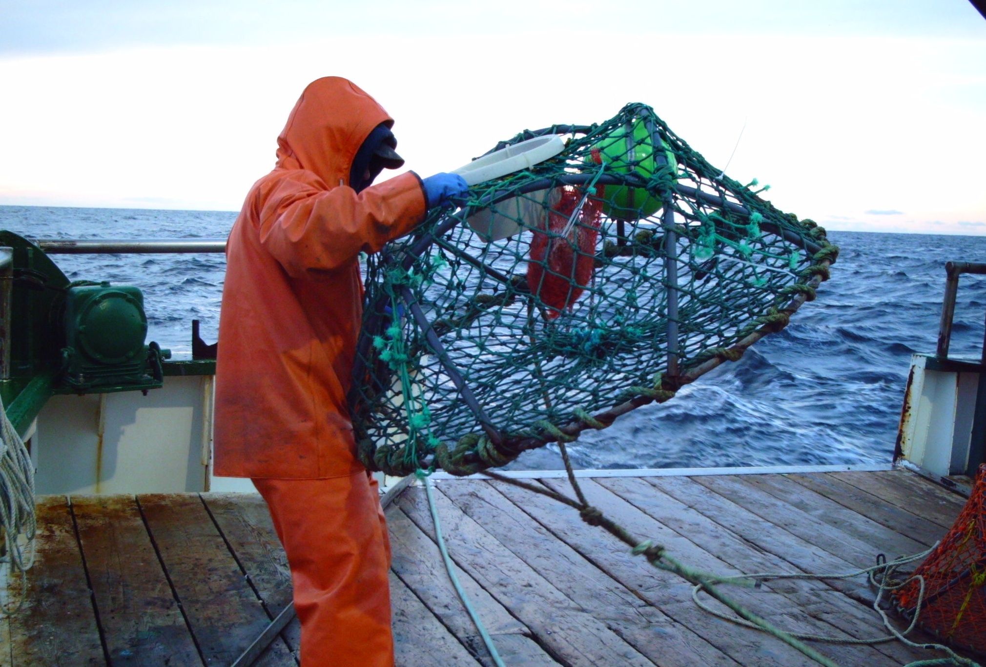 First Recording of Deep-Sea Fish Reveals Grunts & Quacks | Live Science